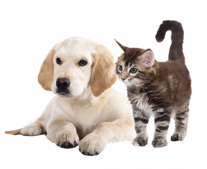 Beech House Vets | Prices